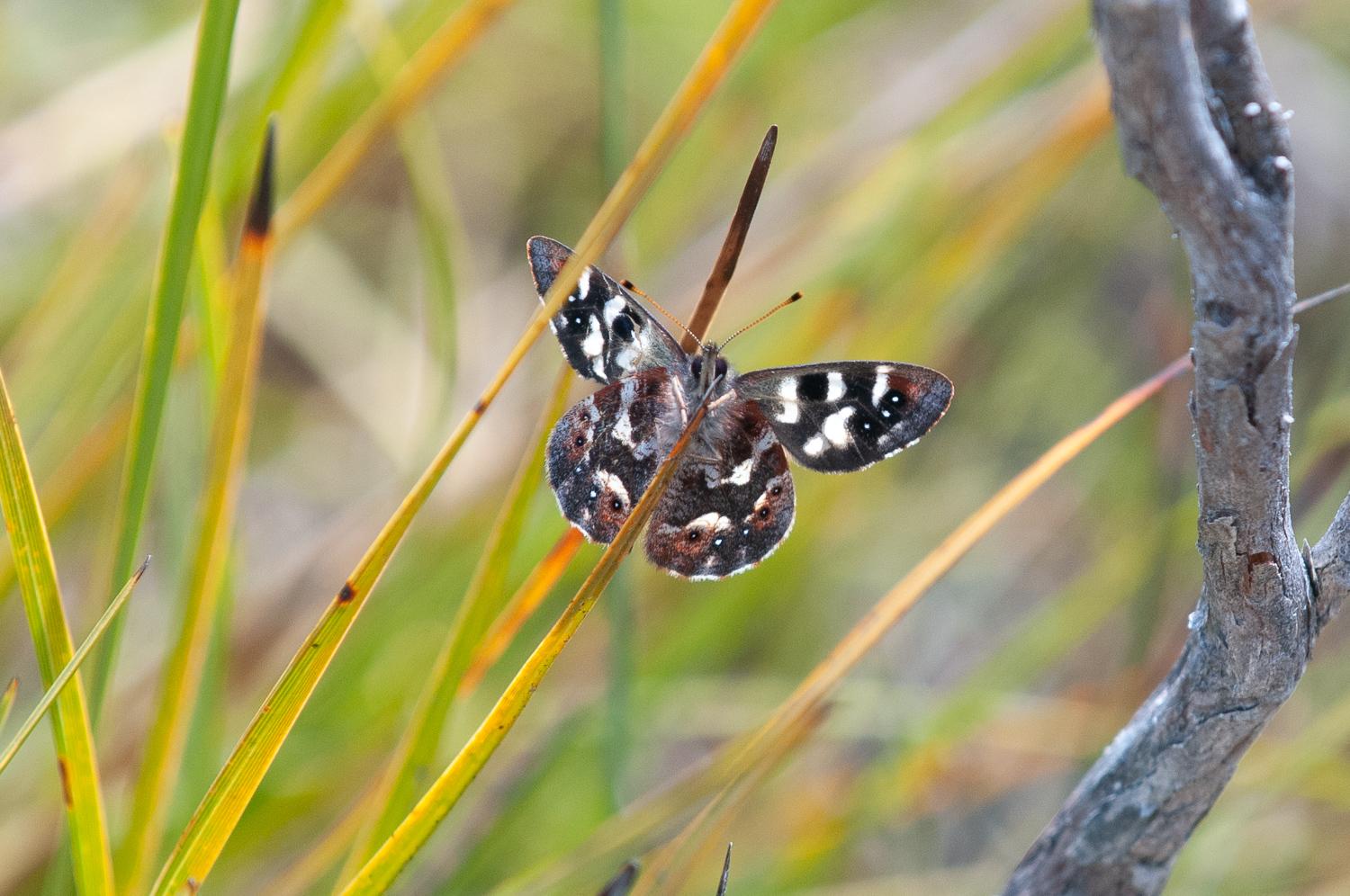 Home - Butterflies Australia